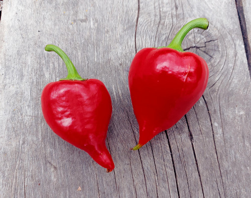 Peppers - Sweet - Lesya Seeds | Martha's Garden