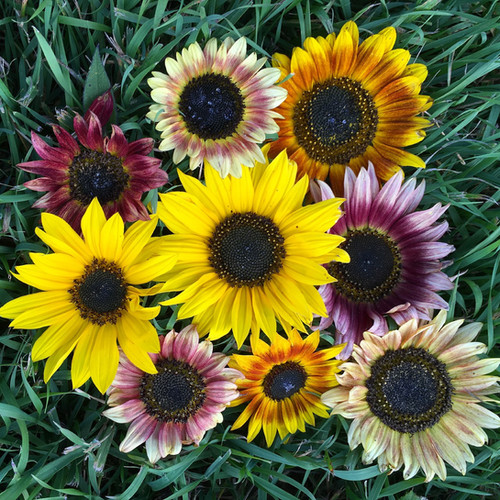 Sunflowers - Tall Branching Mix Seeds | Martha's Garden