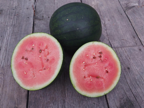 Blacktail Mountain Watermelon Seeds | Martha's Garden Seeds