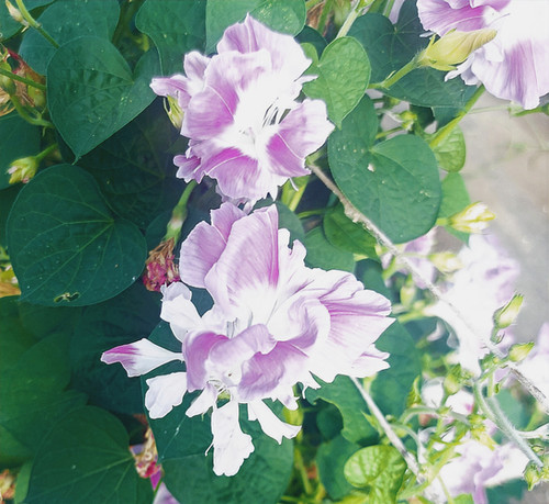 Vining Flower Seeds | Martha's Garden