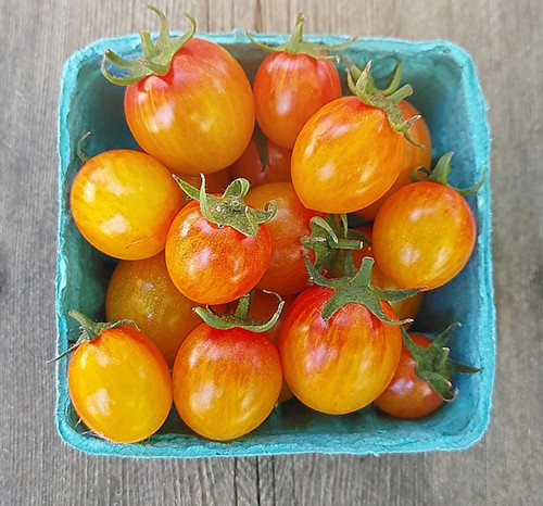 Tomatoes - Cherry - Sunrise Bumblebee Seeds | Martha's Garden