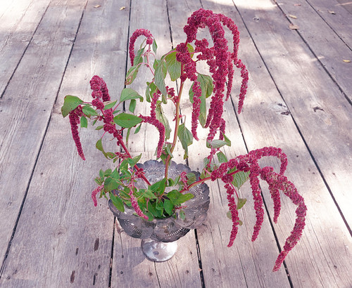 Amaranth - Love Lies Bleeding Seeds | Martha's Garden