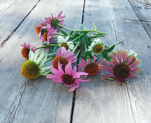 Echinacea Mix Seeds | Martha's Garden Seeds