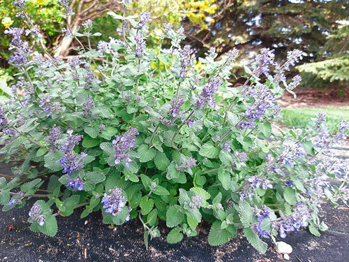 Catmint Seeds | Martha's Garden