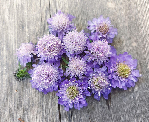 Scabiosa - Ritz Blue Seeds | Martha's Garden