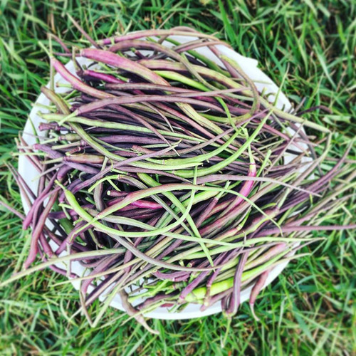 Radish - Purple Radish Pod Seeds | Martha's Garden