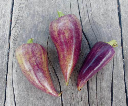 Pepper Seeds | Martha's Garden