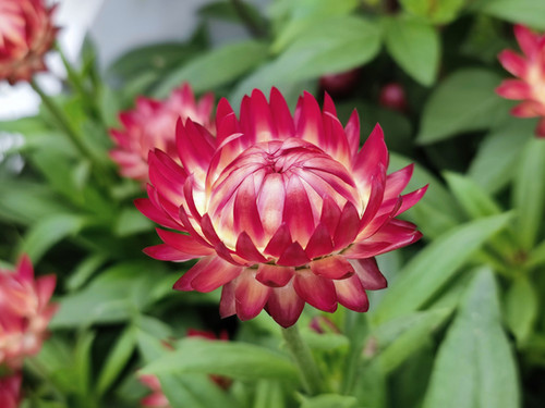 Strawflower - Bright Rose Seeds | Martha's Garden