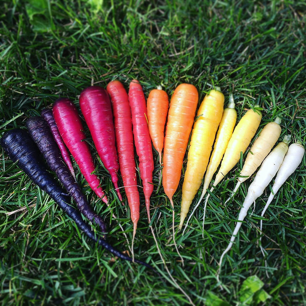 Carrots - Rainbow Carrot Mix Seeds | Martha's Garden