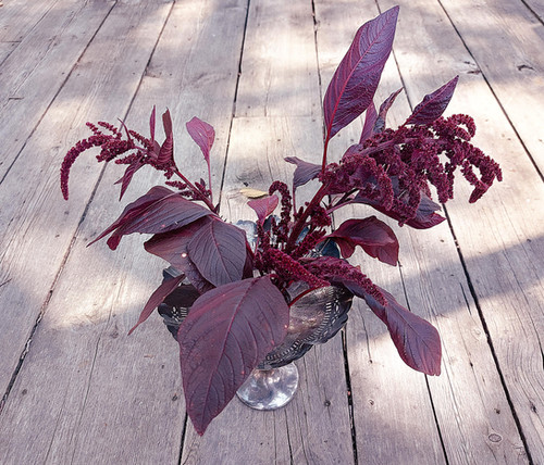 Amaranth -Hopi Red Dye Seeds | Martha's Garden