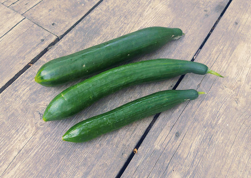 Telegraph Improved Cucumber Seeds | Martha's Garden Seeds