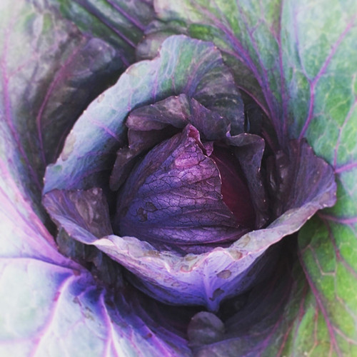 Cabbage - Kalibos Seeds | Martha's Garden