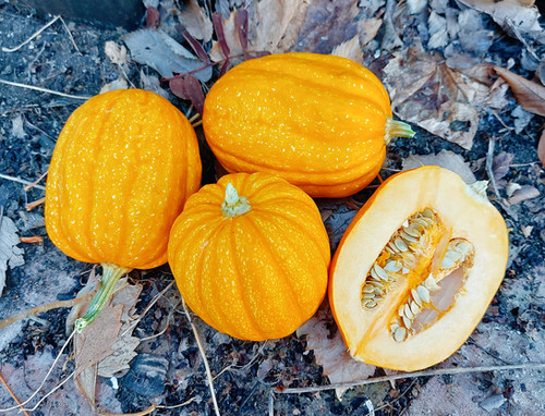 Squash - Gill's Golden Pippin Seeds | Martha's Garden