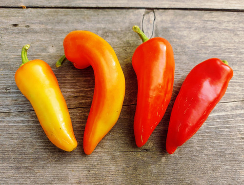Peppers - Sweet - Red Romanian Seeds | Martha's Garden