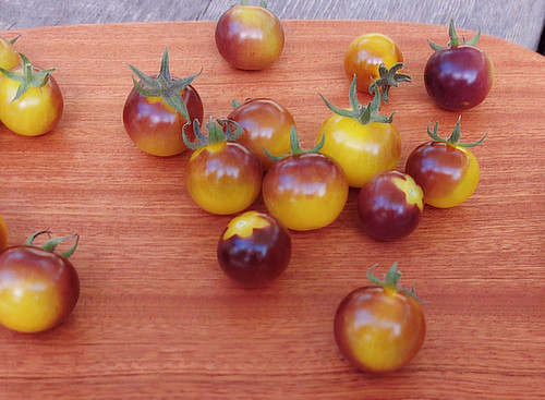 Tomatoes - Cherry - Blue Gold Berries Seeds | Martha's Garden