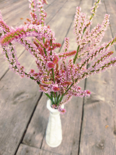 Statice - Pink Poker Seeds | Martha's Garden
