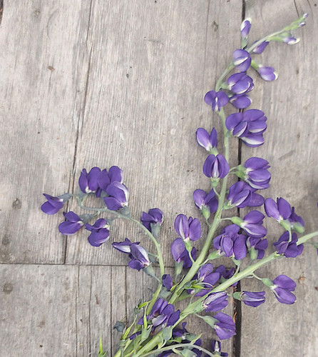 Blue False Indigo Seeds | Martha's Garden