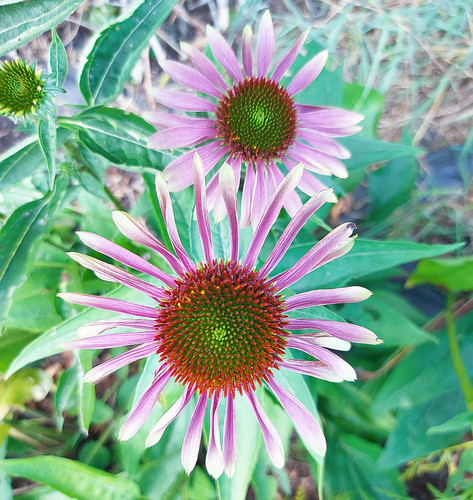 Late-season Blooming Flower Seeds | Martha's Garden