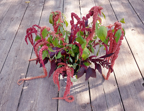 Amaranth Seeds | Martha's Garden