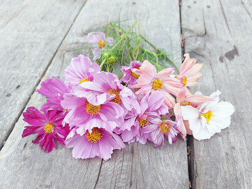 Tall Pink Mix Cosmos Seeds | Martha's Garden Seeds