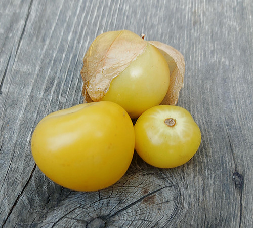 Tomatillo - Yellow Seeds | Martha's Garden