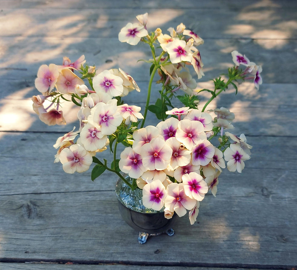 Phlox - Cherry Caramel Phlox Seeds | Martha's Garden