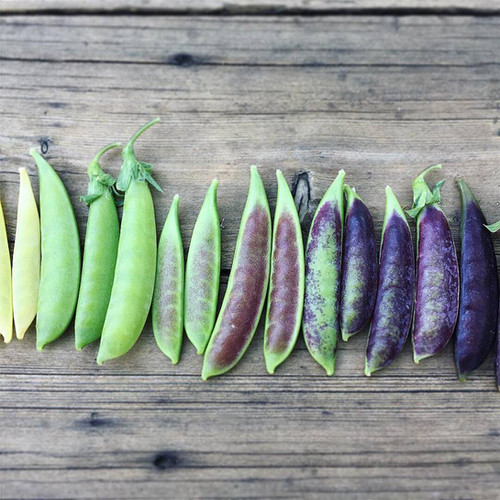 Peas - Rainbow Snap Pea Mix Seeds | Martha's Garden