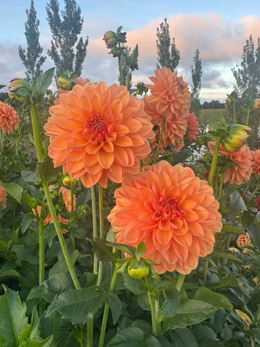 Golden nugget | Flowers By Annette