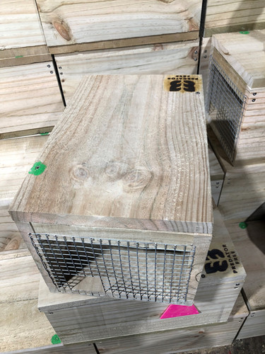 DOC 200 | Pare Hauraki