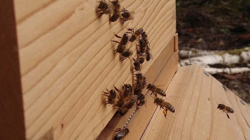 Live Honeybee Removal | Arms Apiaries | England