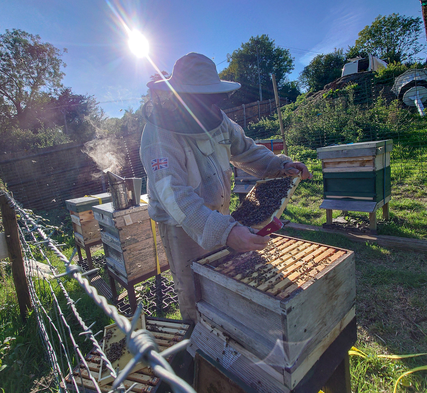 Live Honeybee Removal | Arms Apiaries | England