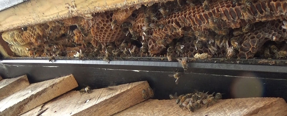 Live Honeybee Removal | Arms Apiaries