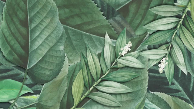 Introducing Ponderosa Callista