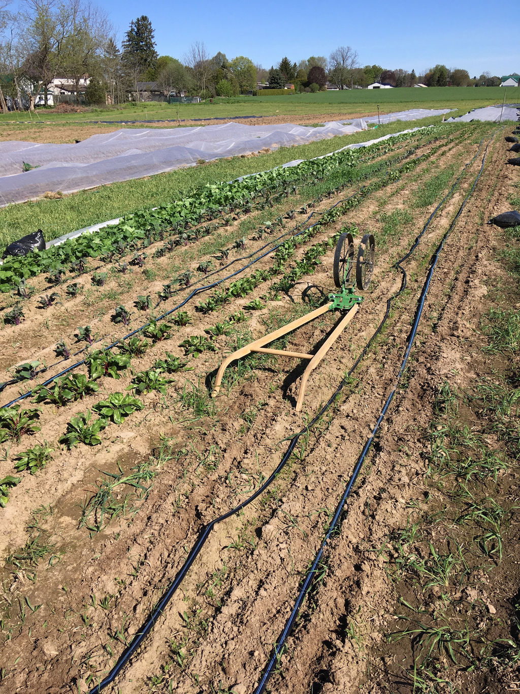 Updates | Branching Path Farm