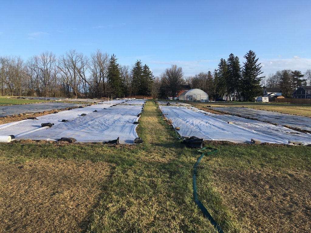 Updates | Branching Path Farm