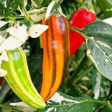 Fish Hot Pepper Seedling | Kaiya Farms