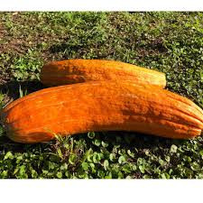 Gete Okosomin Squash Seedling | Kaiya Farms