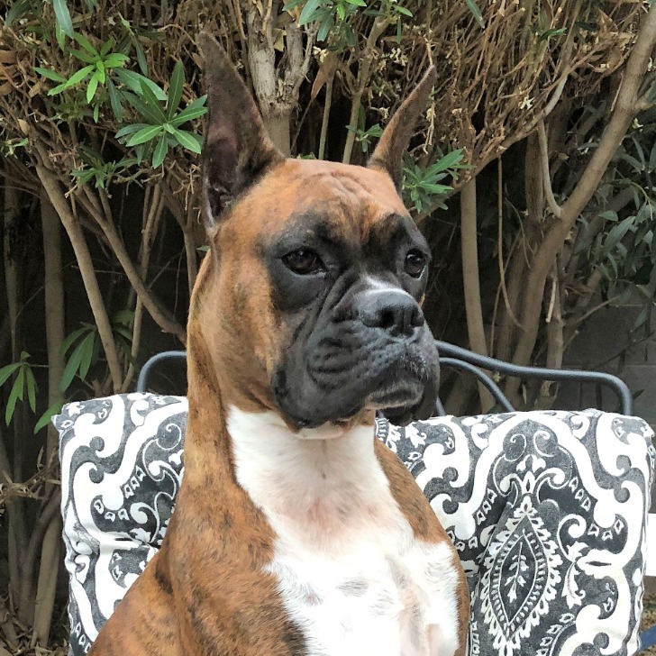 South Willow Boxers Puppies