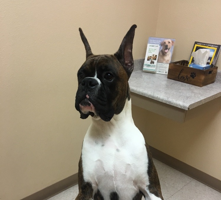 South Willow Boxers Puppies
