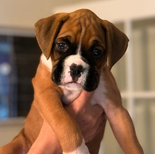 South Willow Boxers Puppies