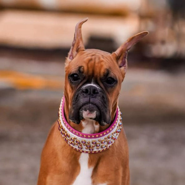 South Willow Boxer Family