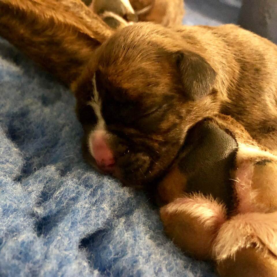 South Willow Boxers Puppies
