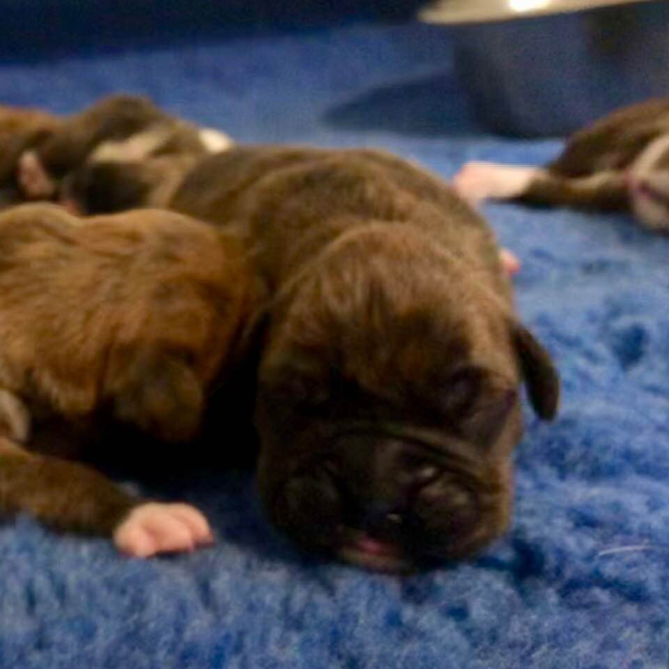 South Willow Boxers Puppies