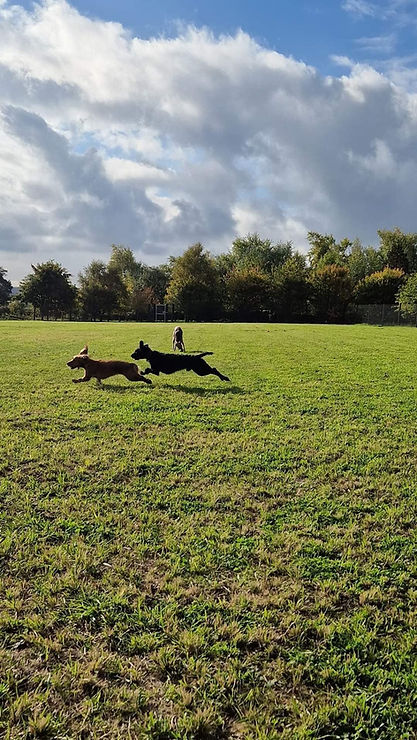 Secure | Seaview Dog Meadow | England