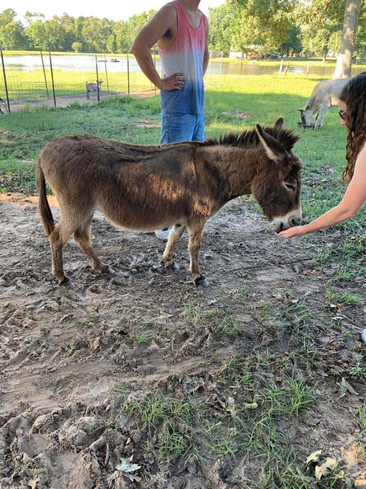 AirBnB | The Williams Ranch | Huntsville, TX