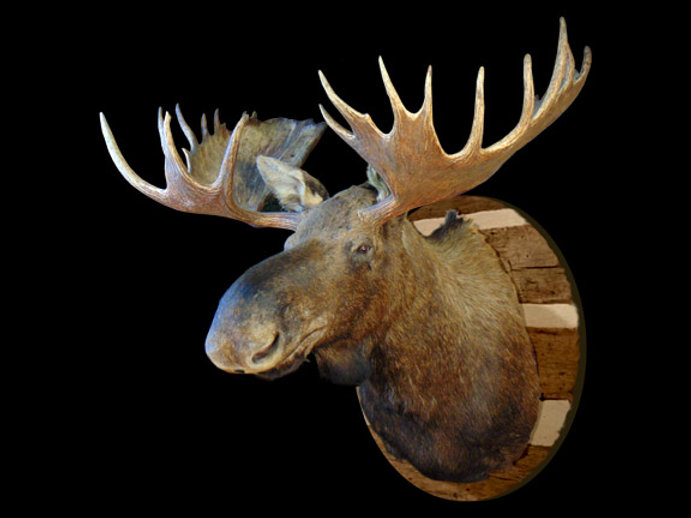 Moose Large Shoulder Mount Taxidermy | americannatresources