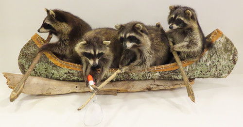 4 Raccoons in a canoe "Noah's Ark" | American Natural Resources