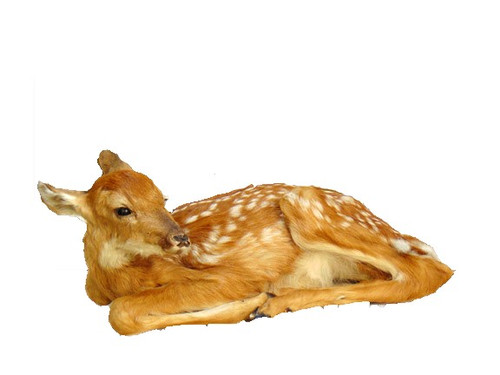 Fawn Laying Taxidermy | americannatresources
