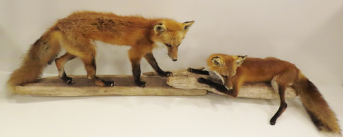 Red Fox Double Wall Mount | americannatresources