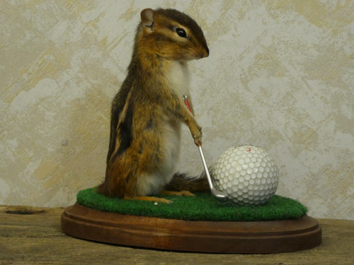 Golfing Chipmunk Taxidermy | American Natural Resources